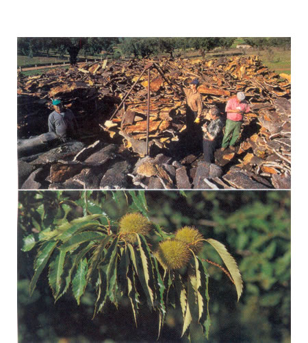 Ecología - Recursos Naturales - Recursos forestales