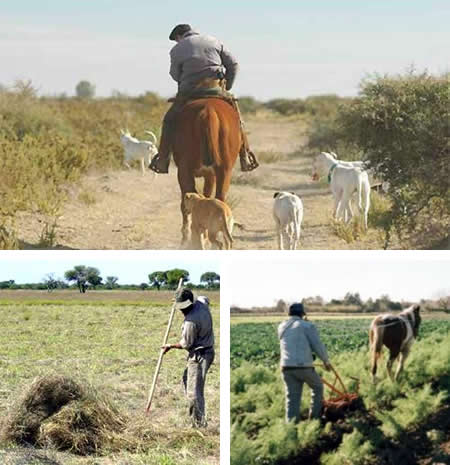 Historia Argentina - El peronismo - Dictadura de Edelmiro Farrell ...